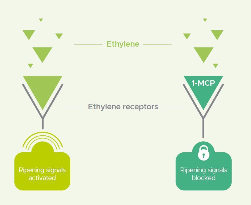 The benefits and applications of 1-MCP | Janssen PMP